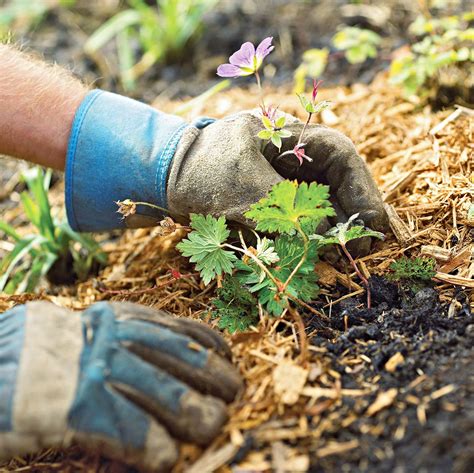 How To Improve And Amend Clay Soil