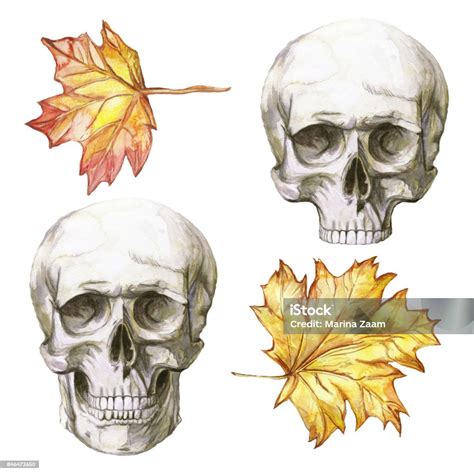 노란가 할로윈 시리즈는 Mandible와 아무 Mandible 인간의 두개골의 그림 수채화 Décor의 잎 흰색 배경에 인쇄 두개골에 대한 스톡 벡터 아트 및 기타 이미지