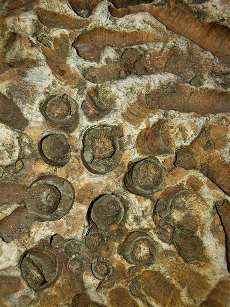 Anyone Have Any Info They Would Share About This Fossil My Sister Found R Fossils