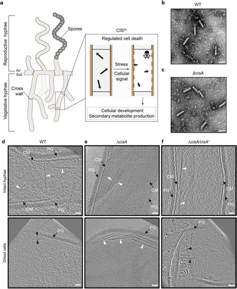 Function And Firing Of The Streptomyces Coelicolor Contractile