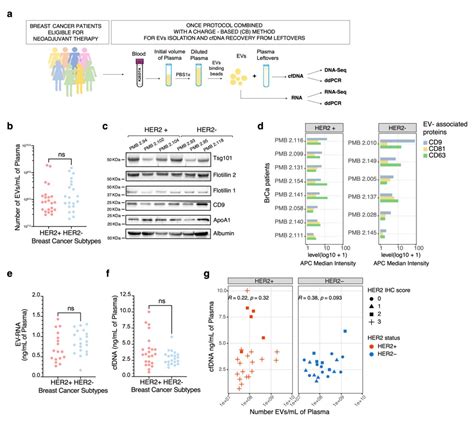 Cfrna Isolation Qiagen Bioz