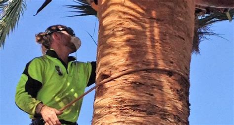 Palm Tree Removal Adelaide Pruning Shaving Sculpting Cleaning