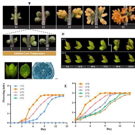 Analysis Of Dna Hypomethylation Within 72 Hours At 19°c With