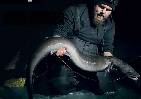 Conger Eel Uk