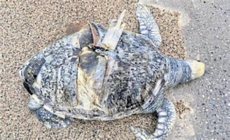 អណ្តើកញីមួយអាយុ ២០ឆ្នាំ ងាប់ដោយសារឆ្លាក់សំរាម២គីឡូ ដែលមនុស្សចរិតល្អបោះចោលគ្មានគិត