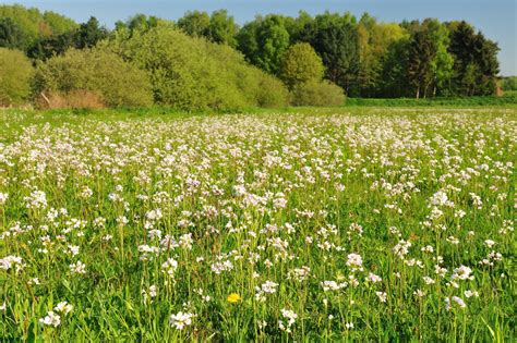 Nete En Kleine Nete Sigmaplan