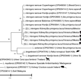 Phylogenetic Tree By The Maximum Likelihood ML Method Based On The Download Scientific