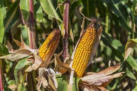 Maize Cultivation In India Guide To Maize Production Corn Farmatma