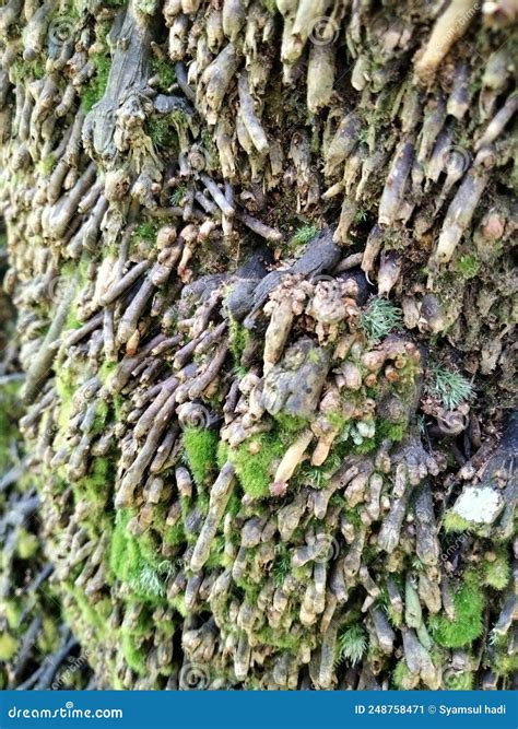 Palm Coconut Root Stock Image Image Of Woodland Plant