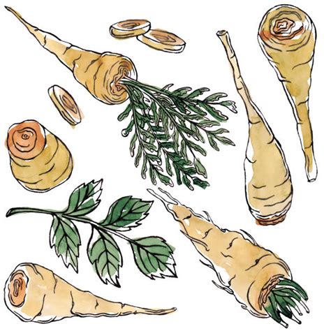 Best Parsnip Illustrations Royalty Free Vector Graphics And Clip Art Istock