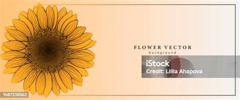 노란 해바라기 꽃이 있는 밝은 여름 벡터 배경 텍스트 사진 엽서 명함 졸업장 및 프리젠테이션을 위한 꽃 배경 0명에 대한 스톡 벡터 아트 및 기타 이미지 Istock