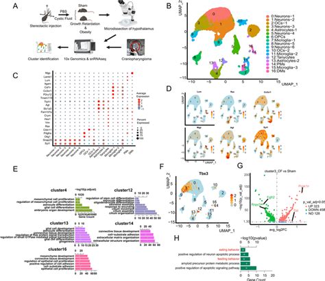 Singlecell Rna Sequencing Rnaseq For Senescent Mouse