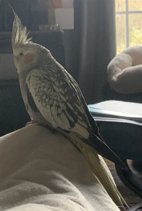 Lost Cockatiel Reward Offered