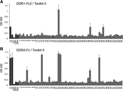 Identification Of Ddr1 And Ddr2 Binding Sites On Collagen Ii Binding