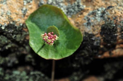 Dsc2728 Crassula Umbella Crassula Umbella Crassulaceae Flickr