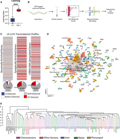 Adult Single Nucleus Neuronal Transcriptomes Of Insulin Signaling Mutants Reveal Regulators Of