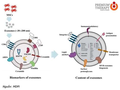 Exosome Là Gì Exosome được ứng Dụng Vào đâu