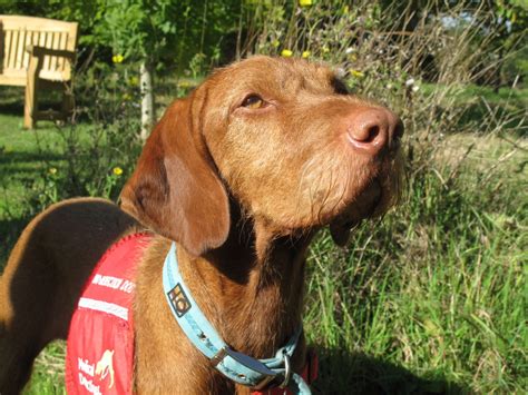 How Can Dogs Detect Cancer