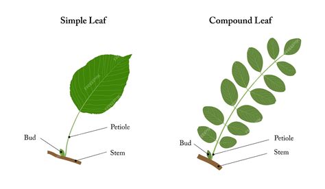 Premium Vector A Simple Leaf And A Compound Leaf Labeled Diagram