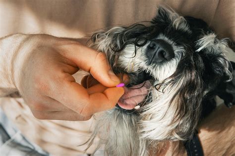 How Many Milligrams Of Benadryl Can You Give A Dog