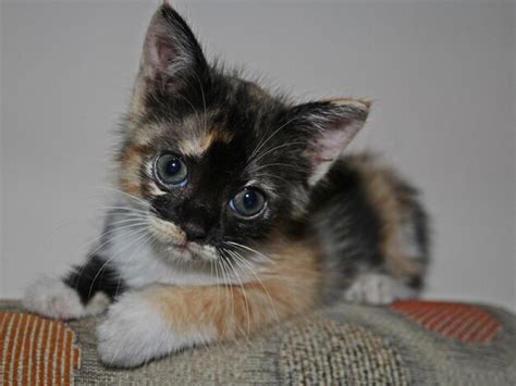 Grumpy Kitten Images Free Download On Freepik