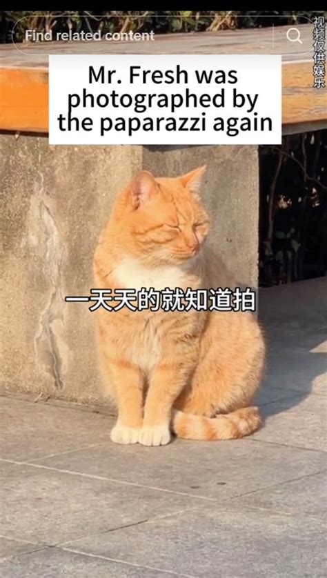 Side Eye Cat Meme Aka Mr Fresh