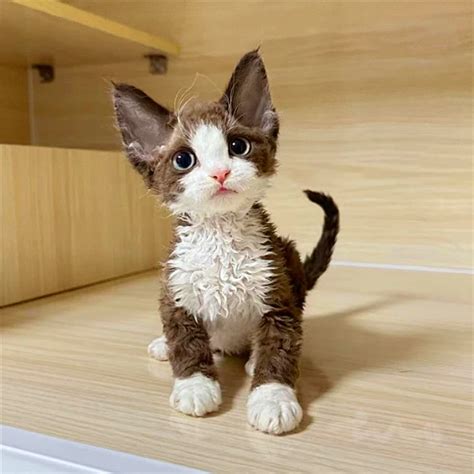 德文卷毛猫幼猫双血统德文猫舍北京上海杭州三亚新疆广州德文猫舍 淘宝网 花瓣网