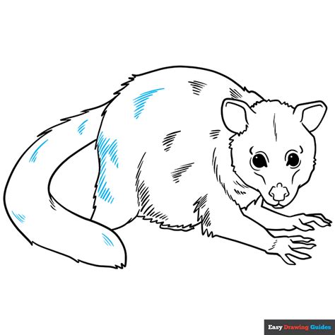 How To Draw A Possum Really Easy Drawing Tutorial