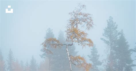 안개가 자욱한 푸른 나무 사진 Unsplash의 무료 회색 이미지