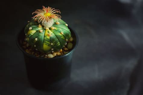 선인장의 정물화 사진 검은 돌 배경에 선인장 냄비 집에서 장식 하는 즙이 많은 냄비 공장 스튜디오에서 촬영 선택적 초점 및 텍스트에 대 한 여유 공간 공원과 정원 개념입니다