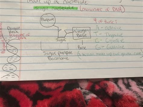 Dna Replication Flashcards Quizlet