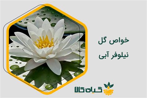 فواید و خواص نیلوفر آبی کامل ترین مقاله آپدیت 1402