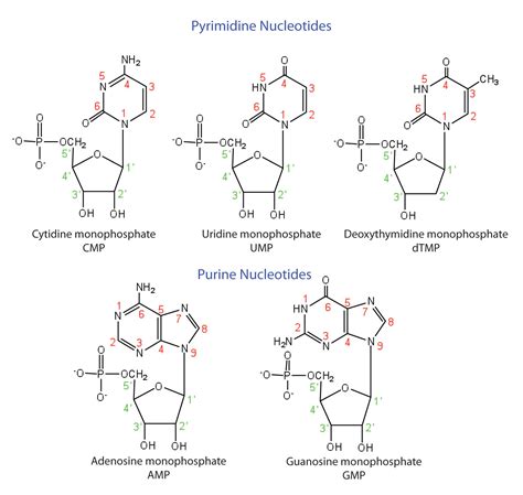 15 1 Nucleotides Chemistry Libretexts