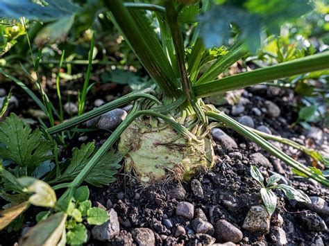 Common Problems Growing Celeriac Plants