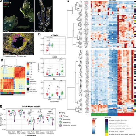 Spatial Profiling Across Samples A Confocal Microscopy Images