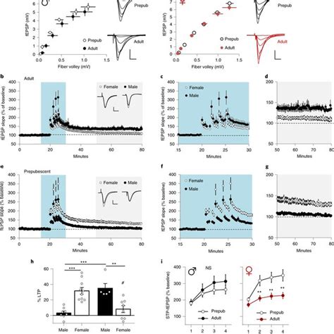 Ltp Induction In Prepubescent Female Rats Is Dependent On Activation Of