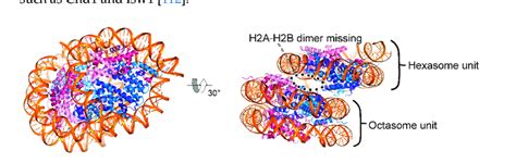 Structure Of The Overlapping Di Nucleosome Pdb Id 5gse The Hexasome