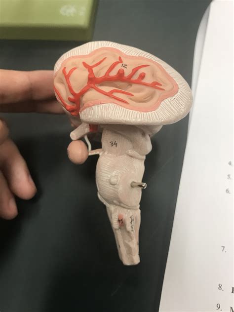 Diencephalon Diagram Quizlet
