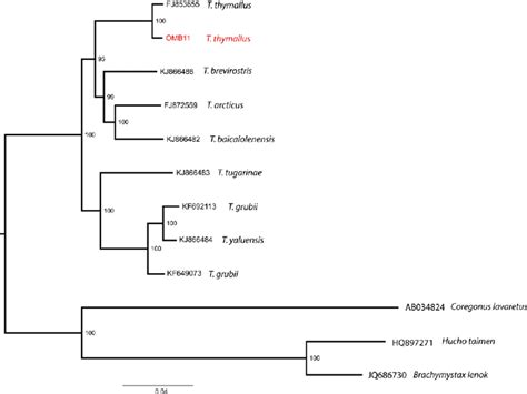 Maximum Likelihood Phylogenetic Tree Inferred With The 13 Protein