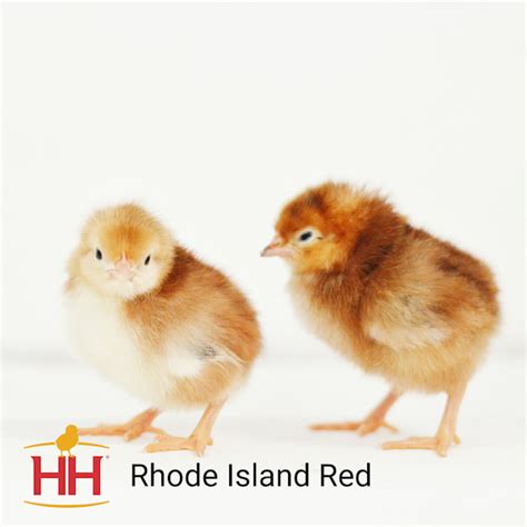 Chick Breeds Oley Valley Feed