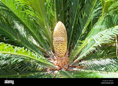Cycad Male Cone