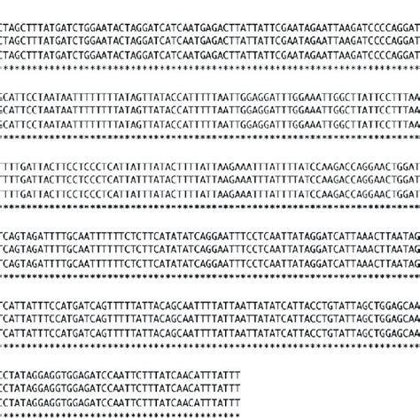 Alignment Of Nucleotide Sequences Of The Mitochondrial Cytochrome C