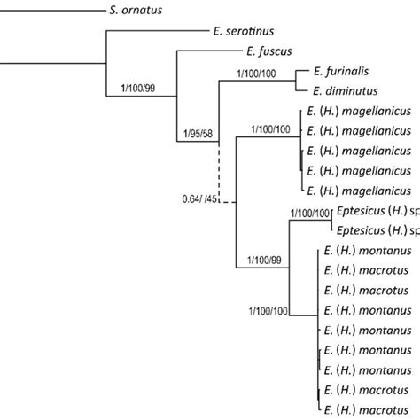 Bayesian Tree Obtained With Sequences Of The Cyt B Gene Showing The