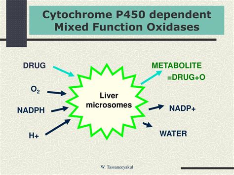 Ppt Metabolism Biotransformation Of Toxicants Powerpoint