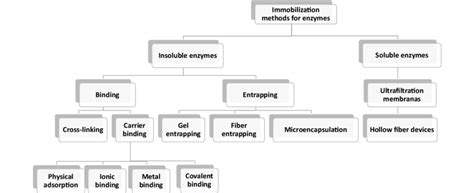 Classification Of Enzyme Immobilization Methods 21 Download Scientific Diagram