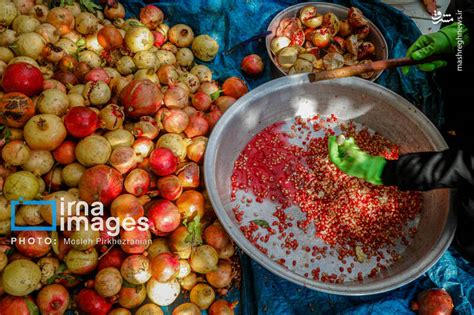 مشرق نیوز عکس برداشت انار در هورامان