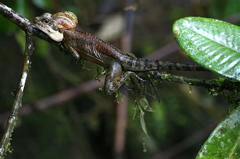 Mark Caunt Photography Ecuador Basilisk Lizard