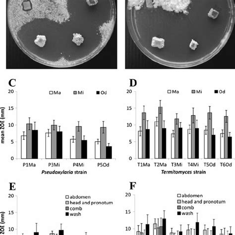 Results Of The Detailed Bioassay Examples Of Effect Of Actinobacteria