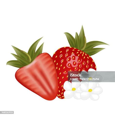 전체 딸기와 꽃과 얇게 썬 반 딸기 스티커 및 티셔츠 디자인 포스터 로고 라벨 배너 스티커 제품 포장 디자인 등 벡터 그림 0명에 대한 스톡 벡터 아트 및 기타 이미지