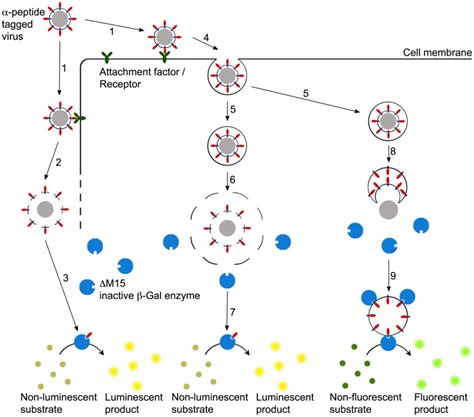 Schematic Overview Of Binding Left Internalization Middle And Download Scientific